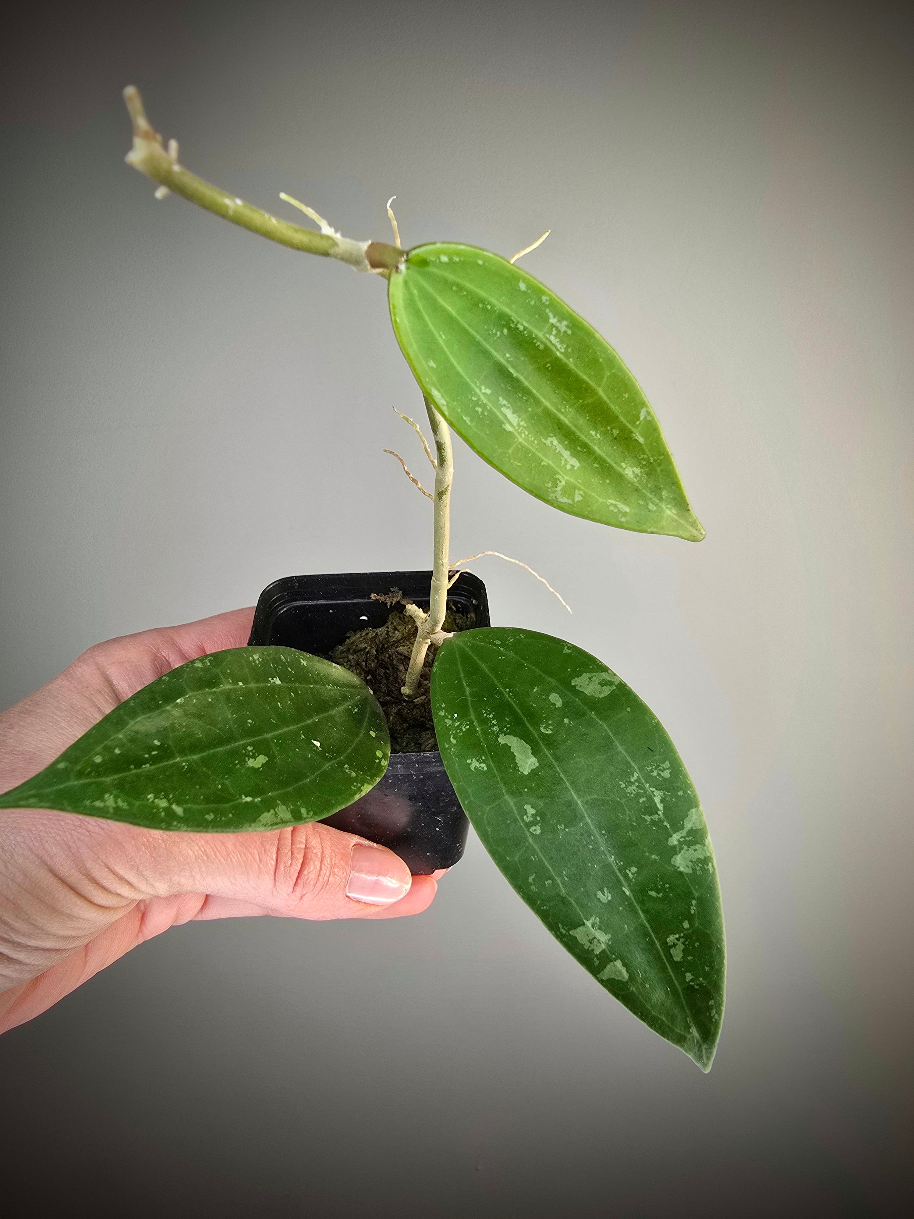 Hoya – Milie's Plants