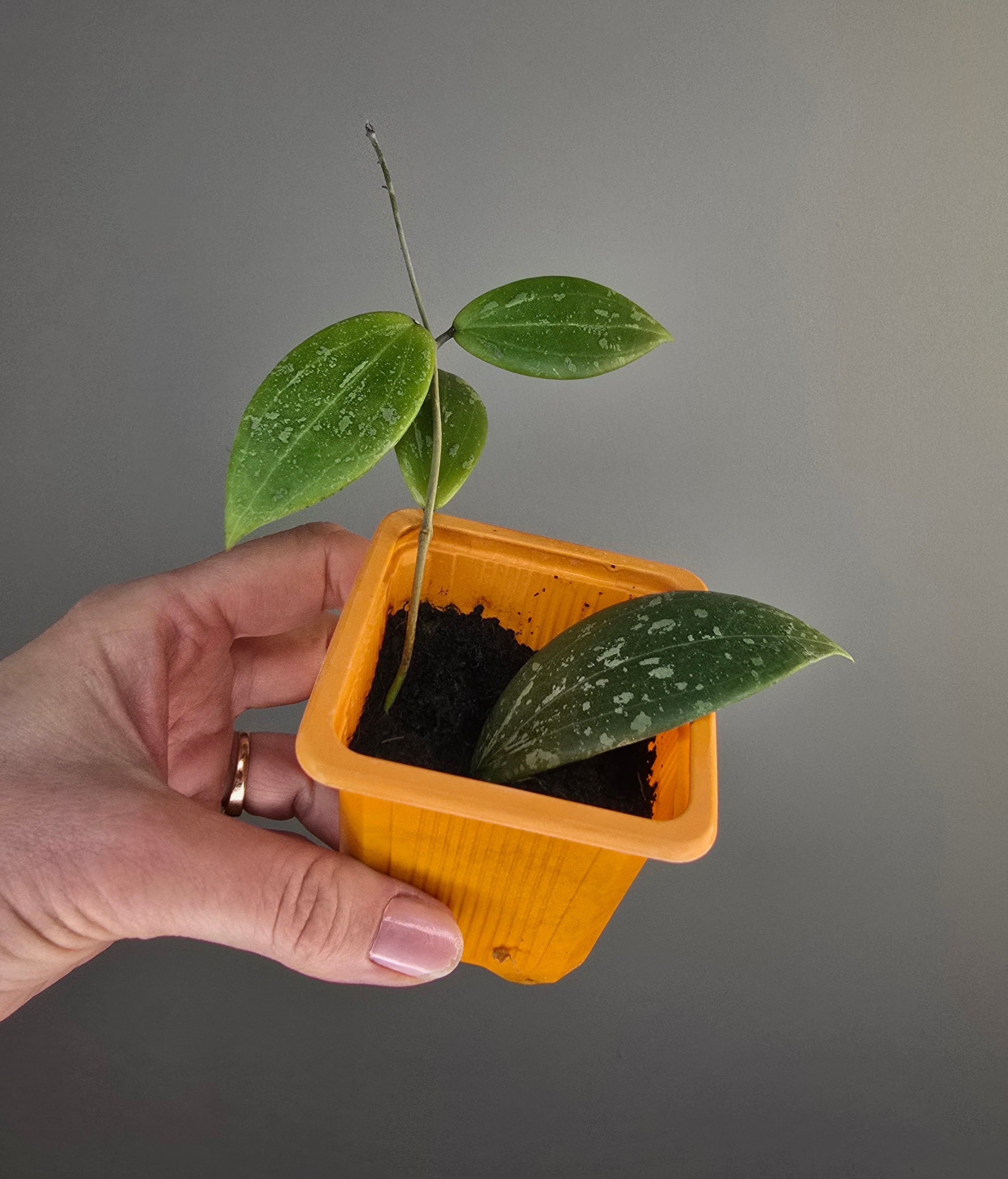 Hoya – Milie's Plants