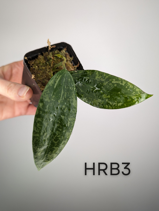 Hoya – Milie's Plants