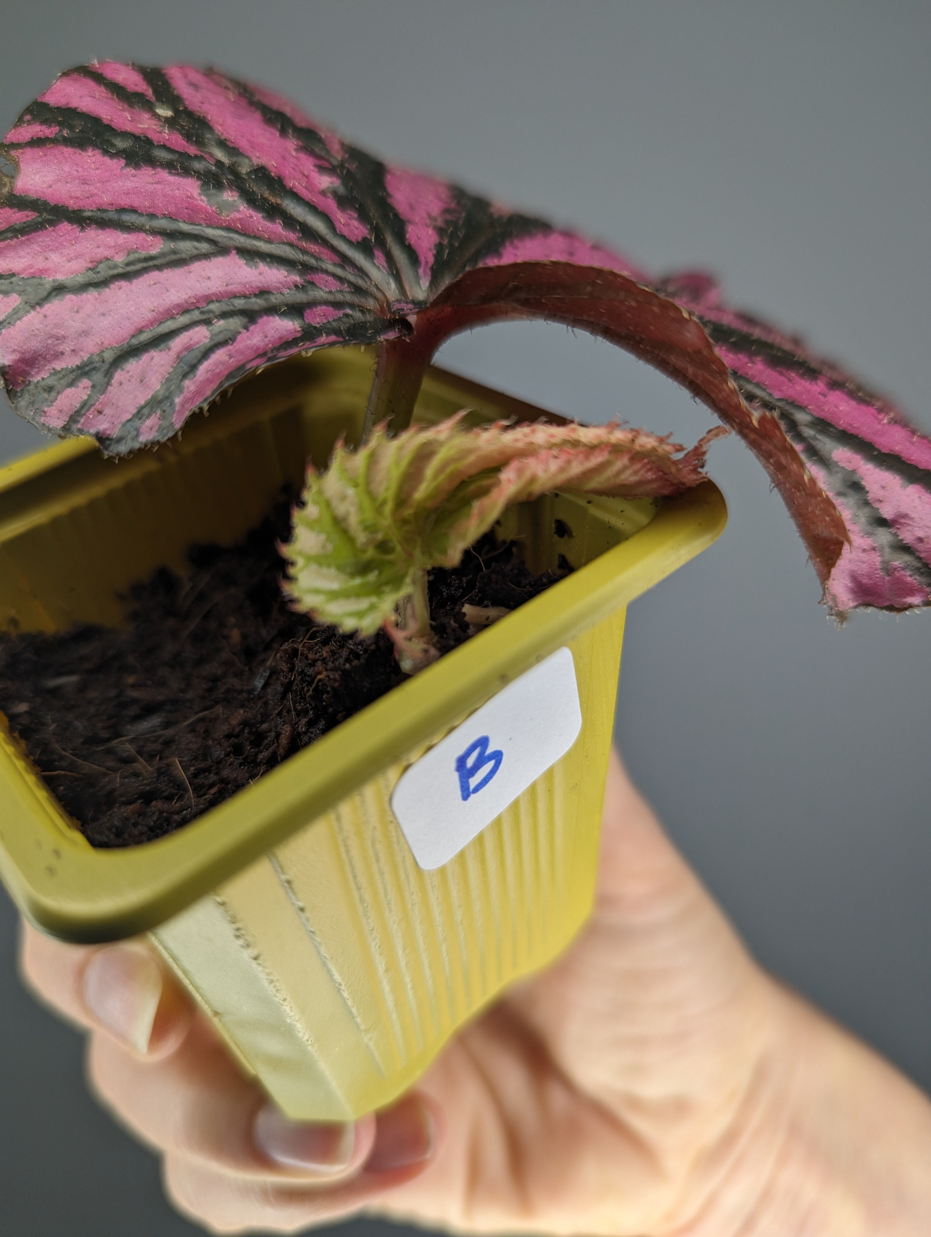 Milie's Plant – Milie's Plants