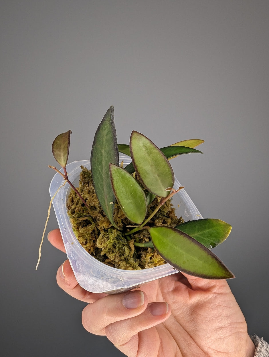 Milie's Plant – Milie's Plants