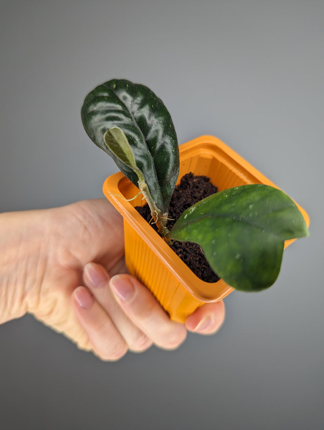 Milie's Plant – Milie's Plants