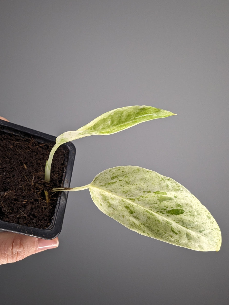 Milie's Plant – Milie's Plants