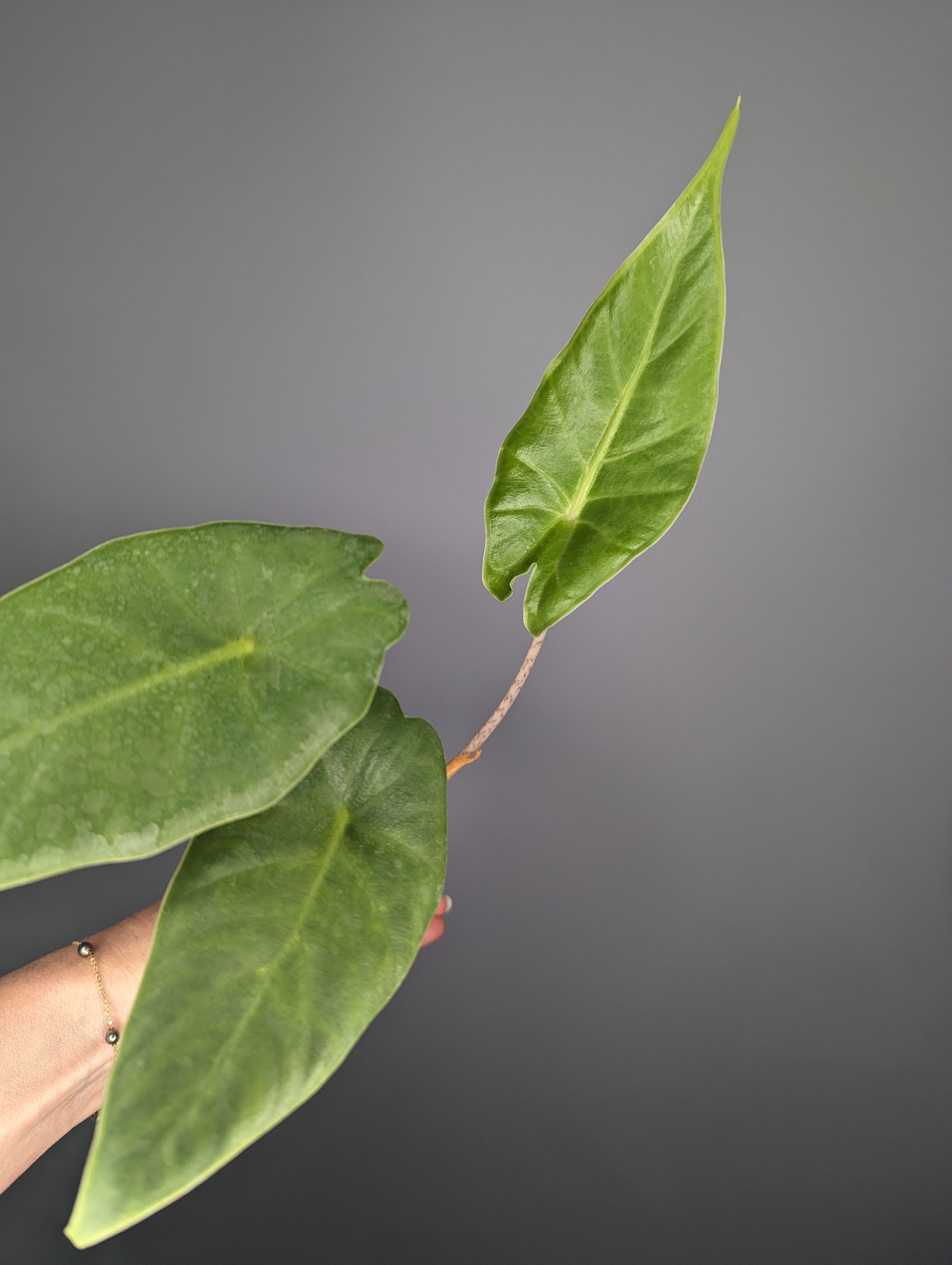 Milie's Plant – Milie's Plants